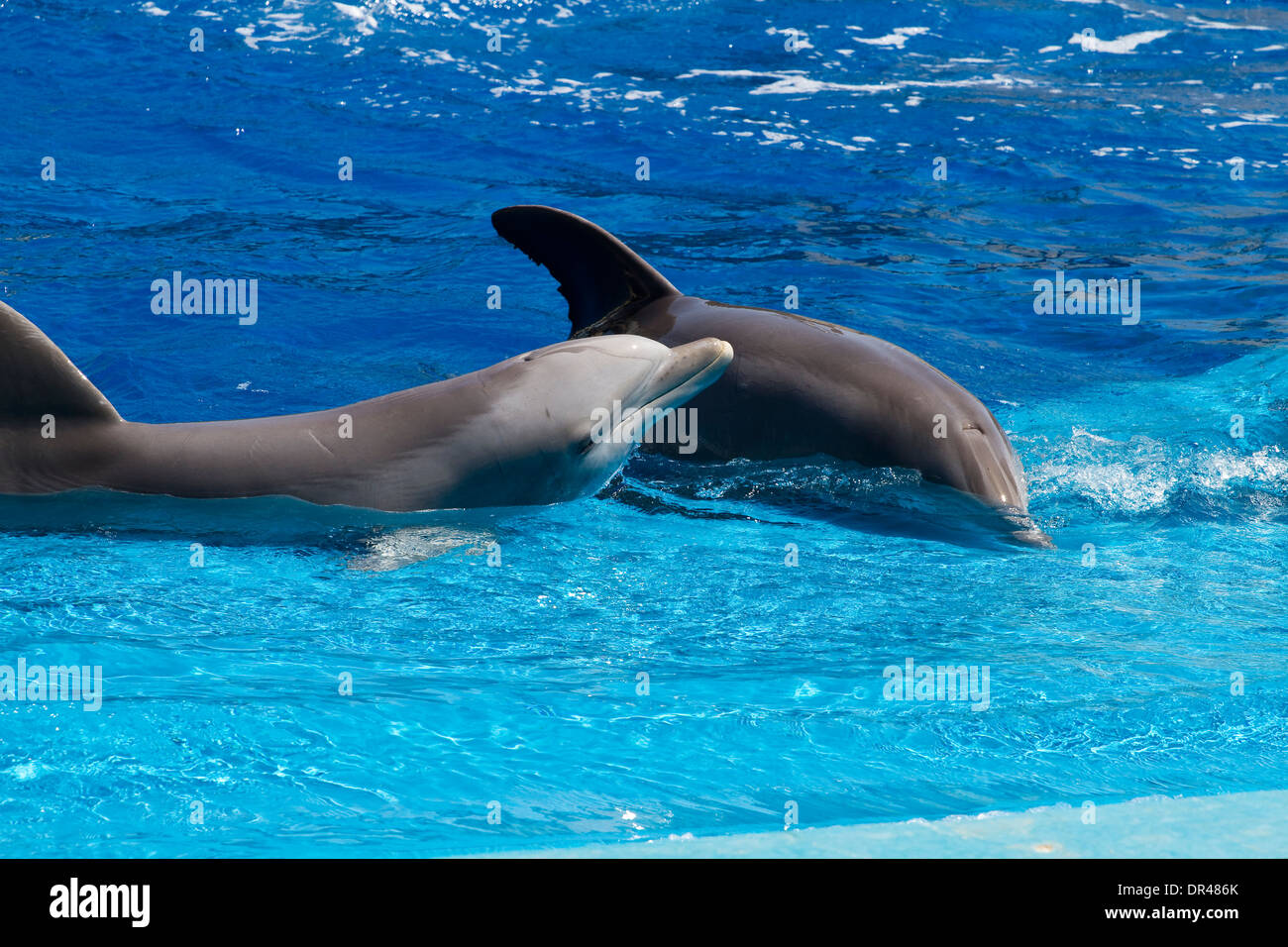 dolphin jump out of the water in sea Stock Photo - Alamy