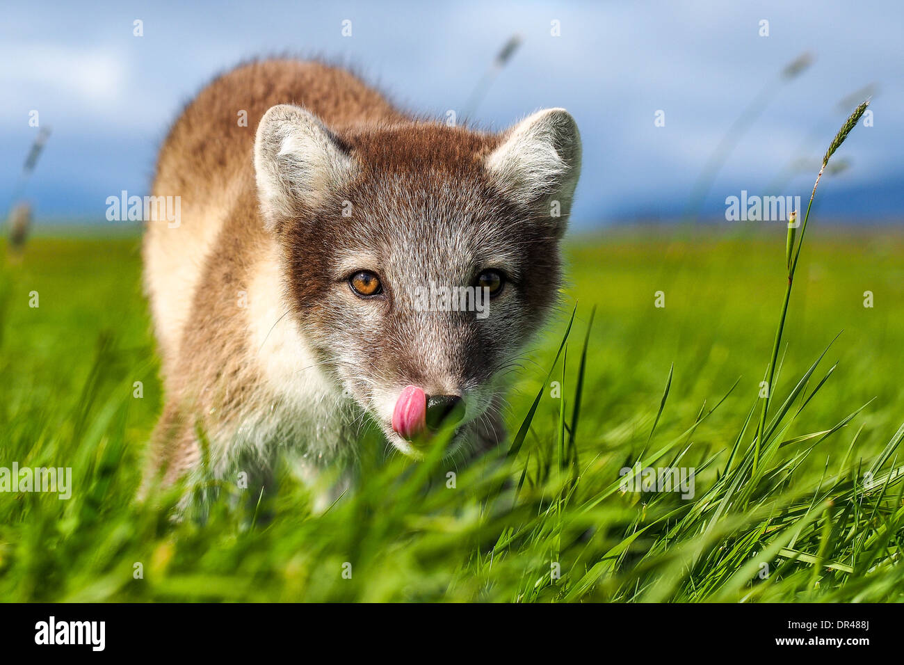 polar fox ( vulpes lagopus ) called also arctic fox Stock Photo - Alamy