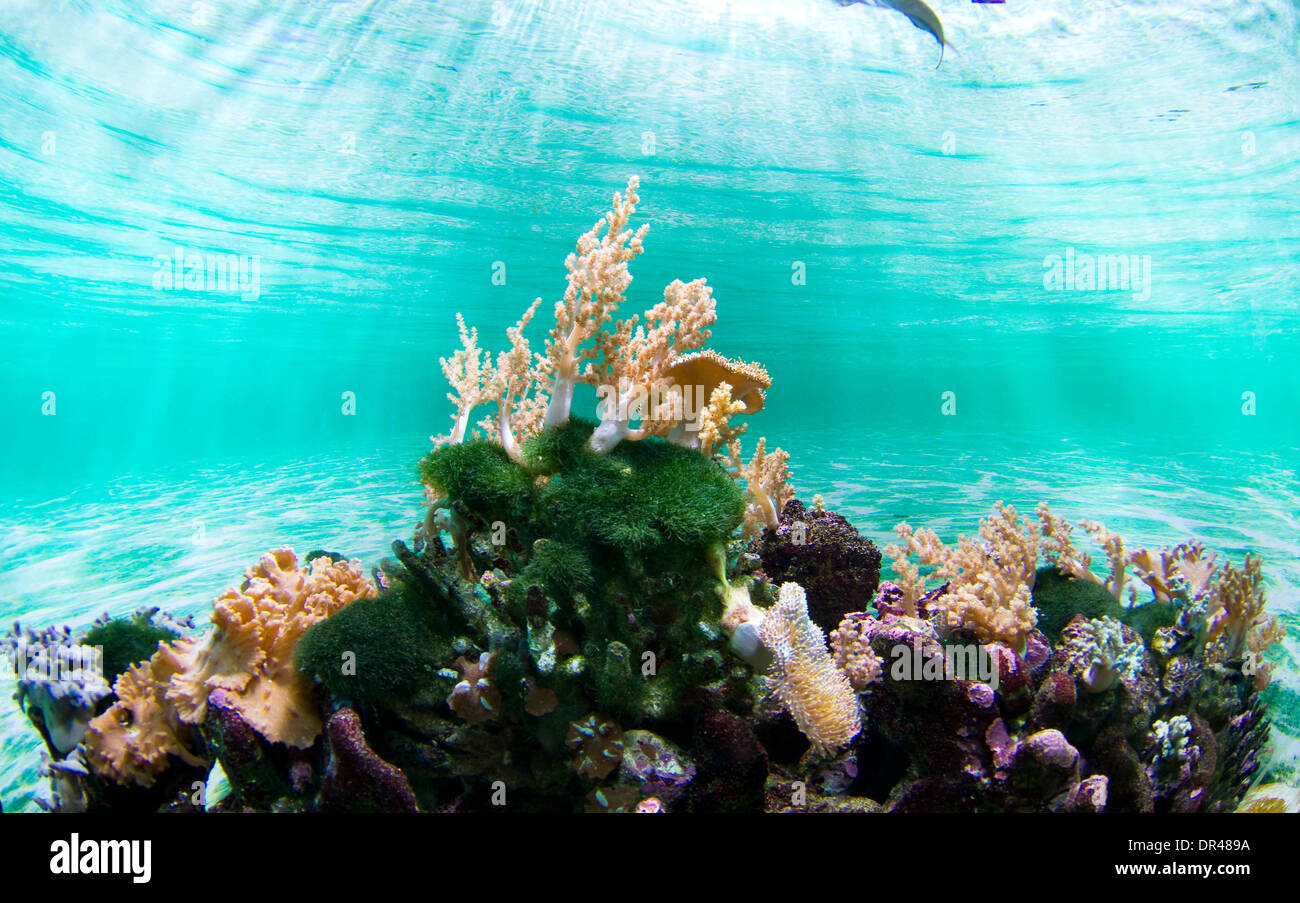 Healthy coral reef Stock Photo - Alamy
