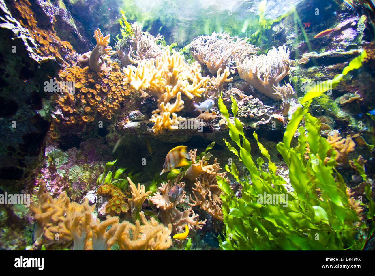 Healthy coral reef Stock Photo - Alamy