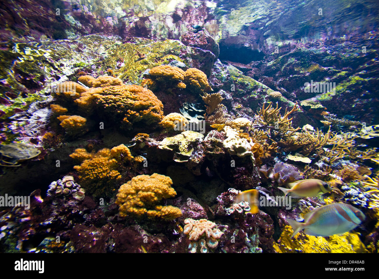 Healthy coral reef Stock Photo - Alamy