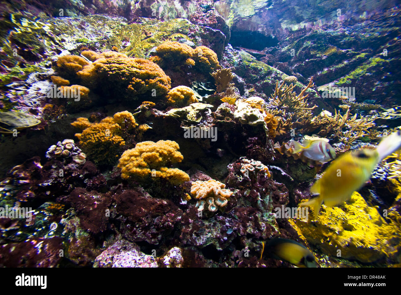 Healthy coral reef Stock Photo - Alamy