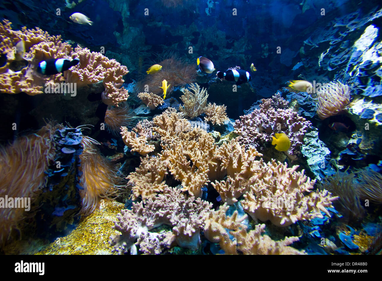 Healthy coral reef Stock Photo - Alamy