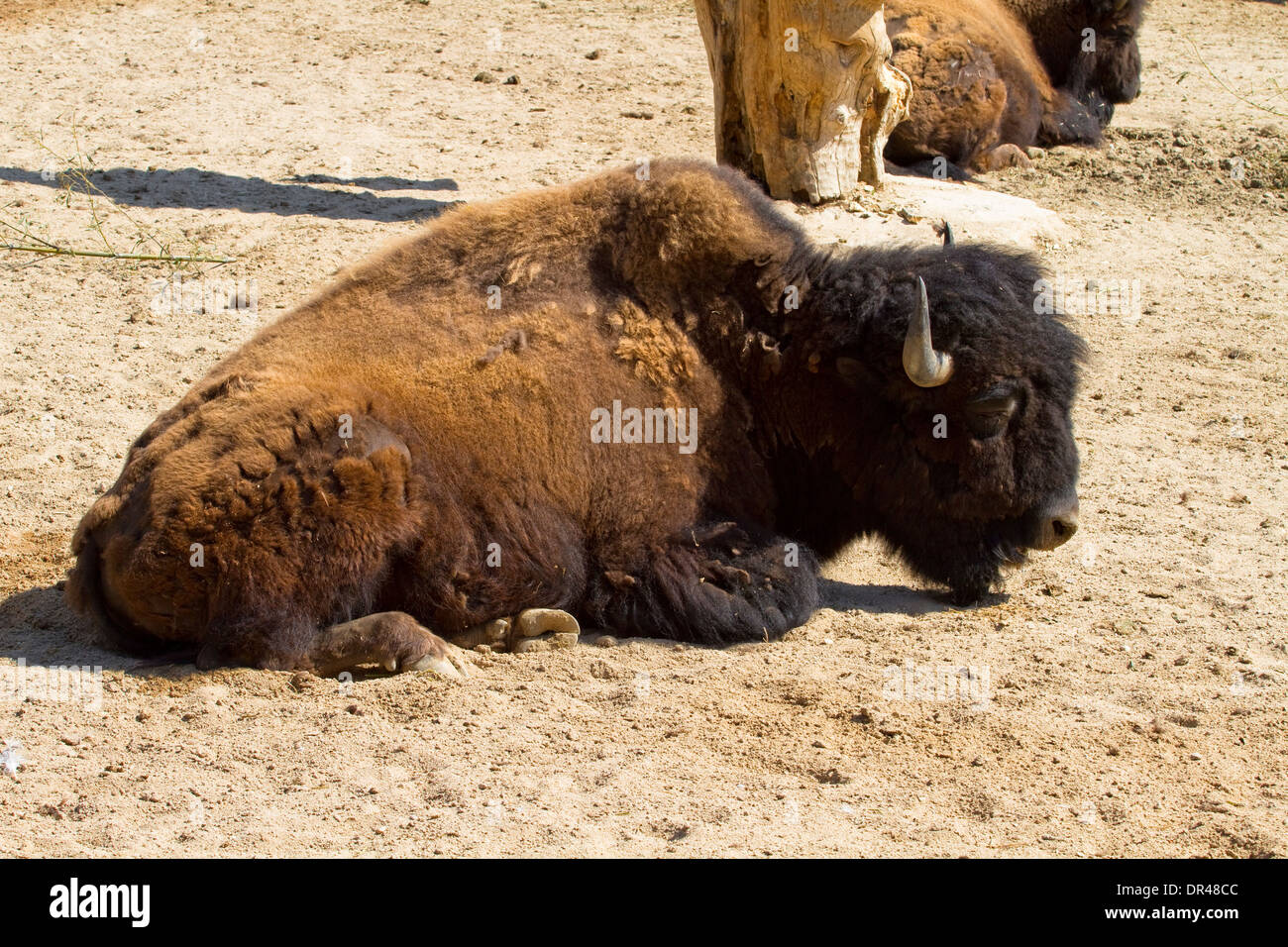 Head on American Bison Stock Photo - Alamy