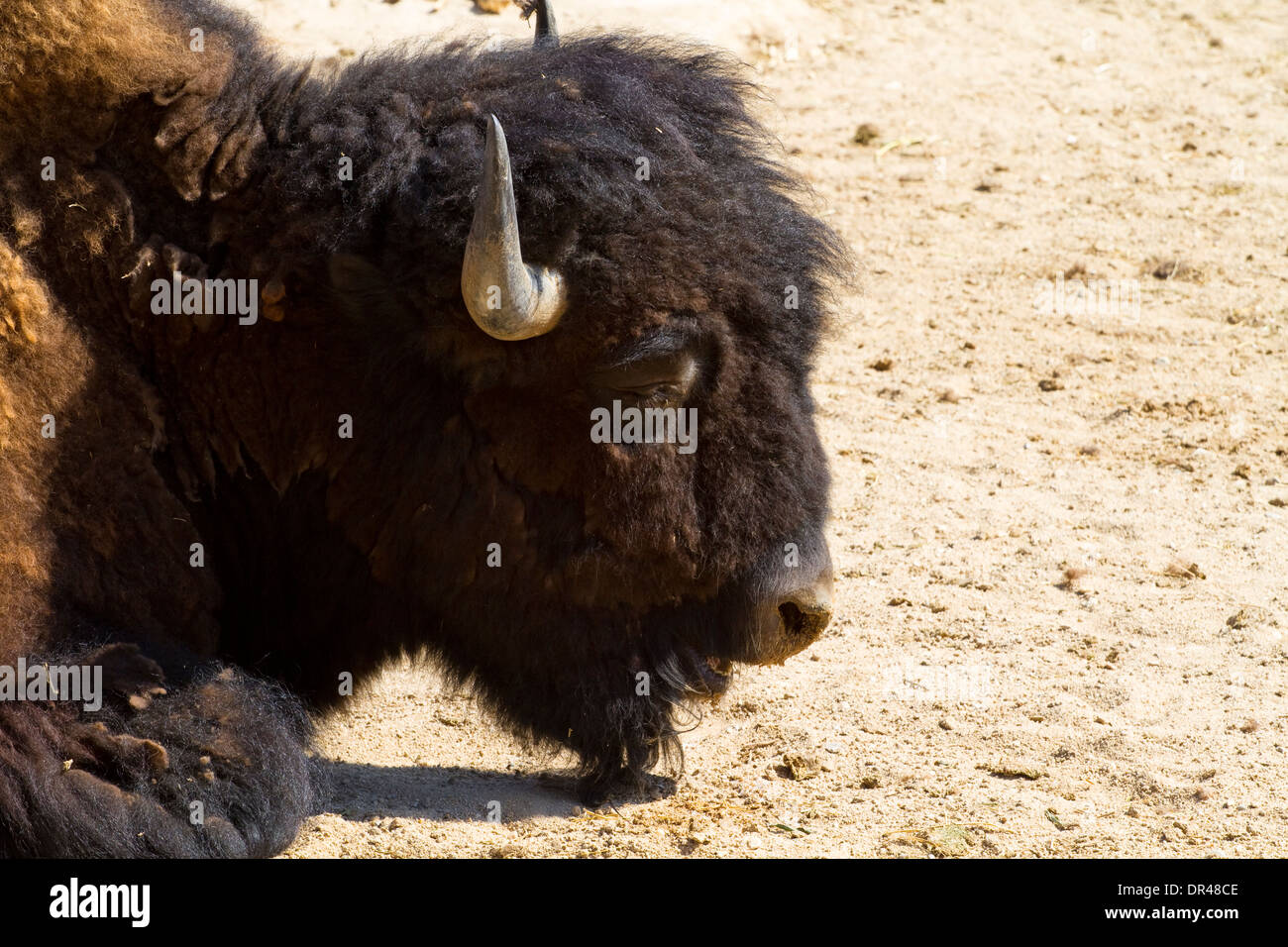 Head on American Bison Stock Photo - Alamy