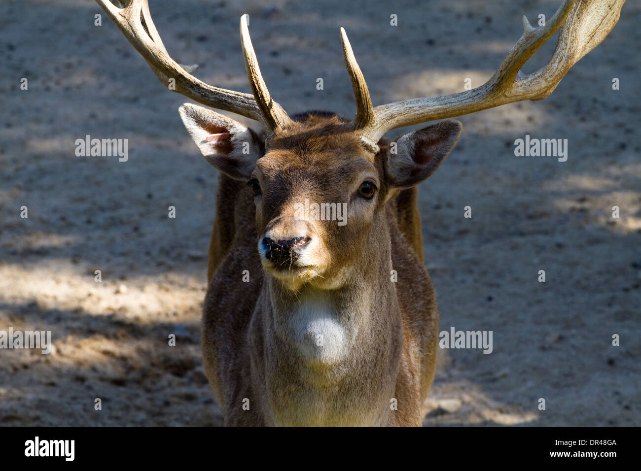 Deer with horns Stock Photo - Alamy