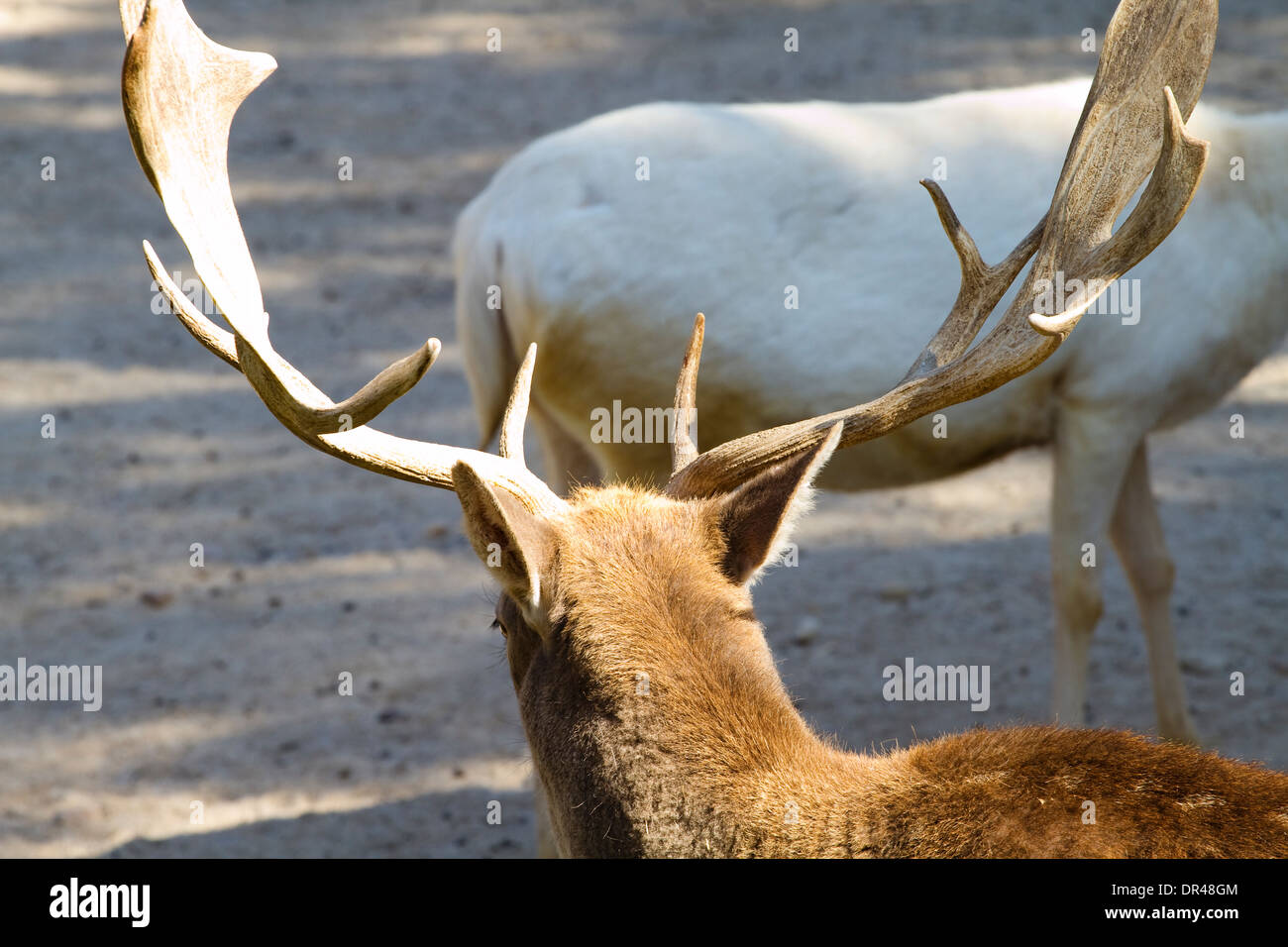 Deer with horns Stock Photo - Alamy