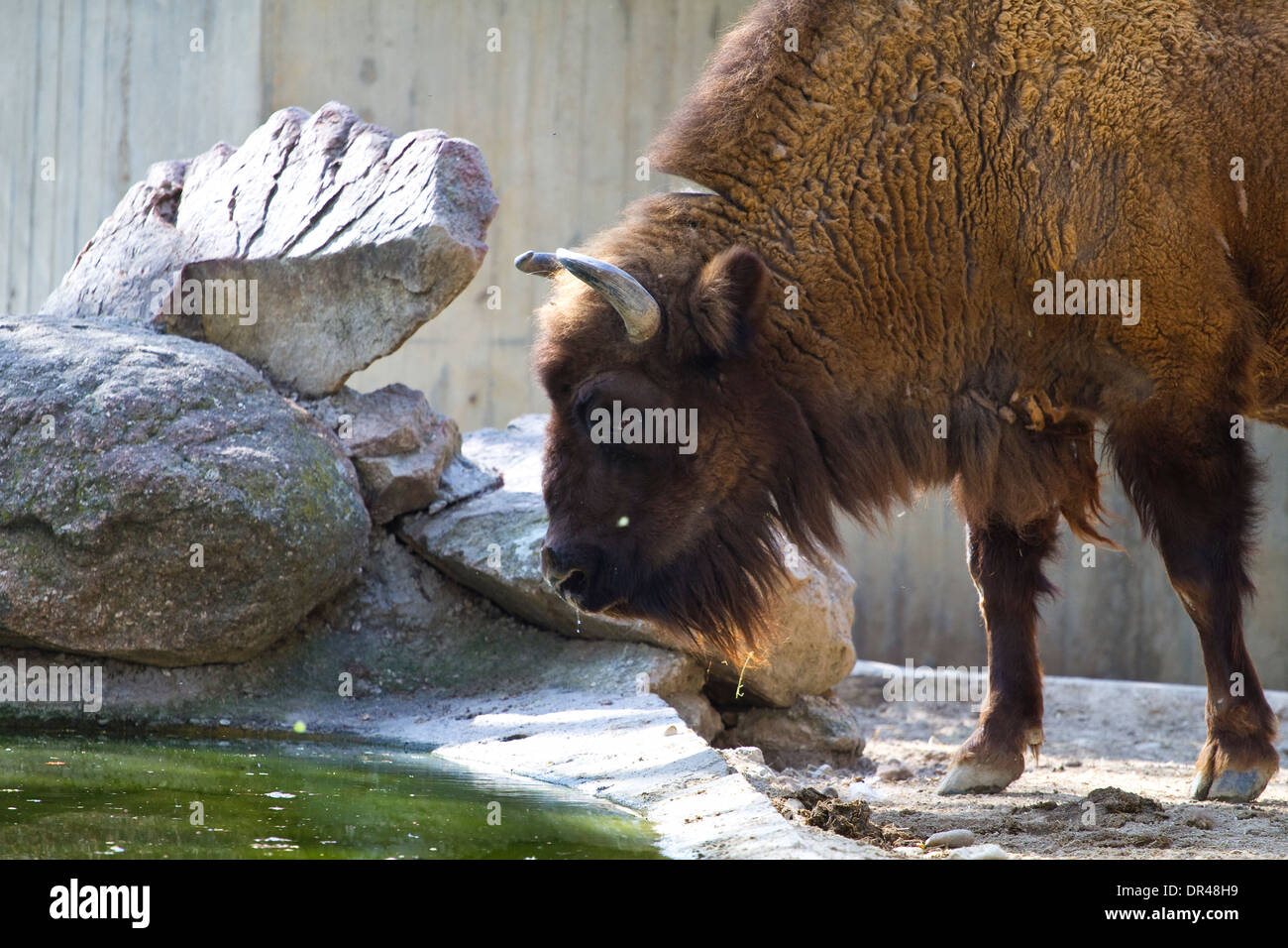 Head on American Bison Stock Photo - Alamy