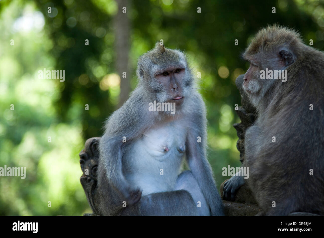 Monkeys, Bali Island, Indonesia Stock Photo - Alamy