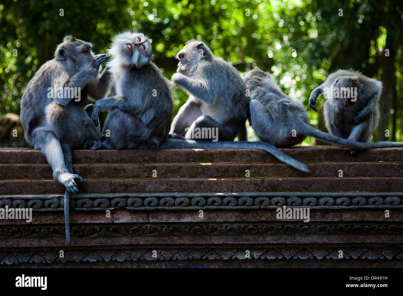 Monkey, Ubud Bali Indonesia Stock Photo - Alamy