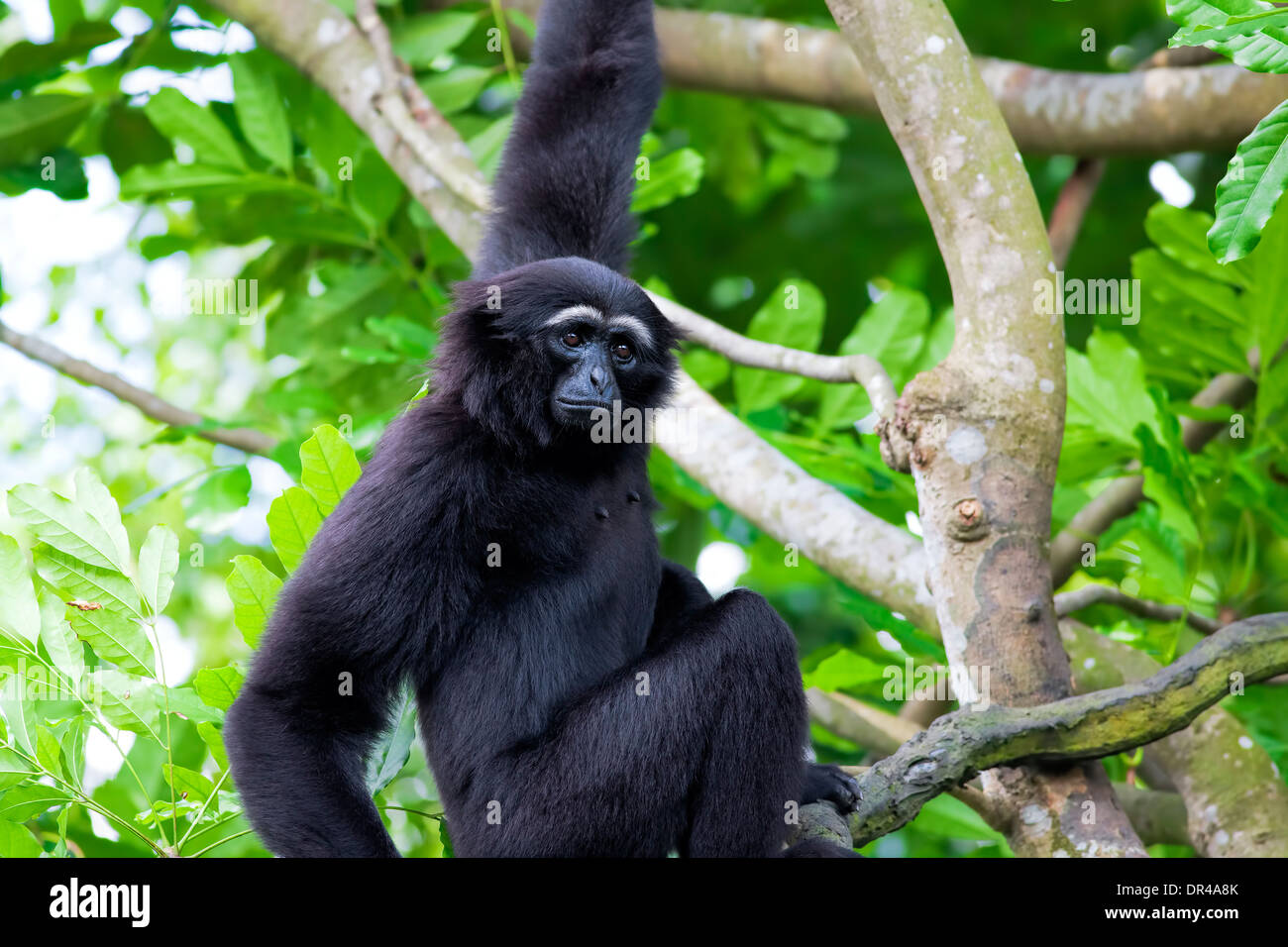 Wild siamang gibbon hi-res stock photography and images - Alamy