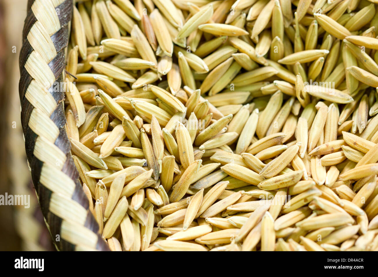Close up paddy hi-res stock photography and images - Alamy