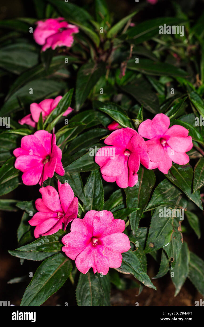 Tropical oleander hi-res stock photography and images - Alamy