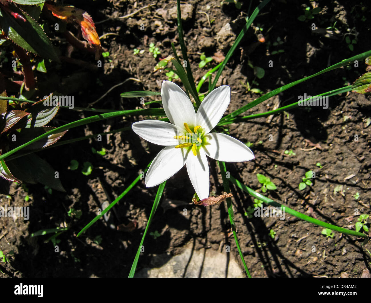 Dietes grandiflora iris flower hi-res stock photography and images - Alamy