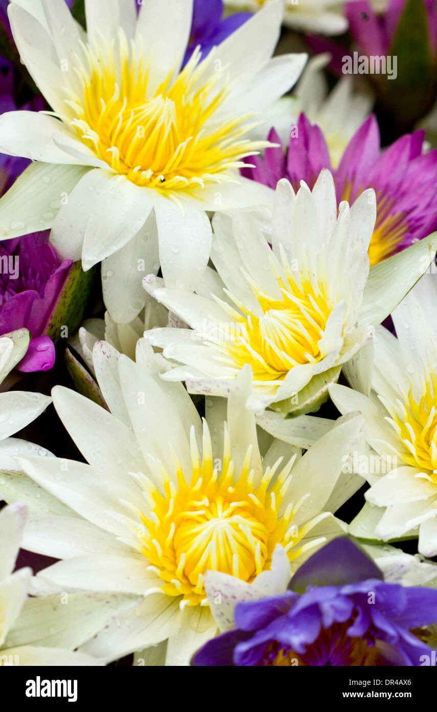 Many lilies hi-res stock photography and images - Alamy