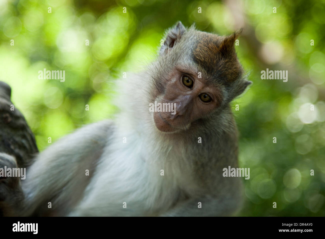 Monkeys, Bali Island, Indonesia Stock Photo - Alamy