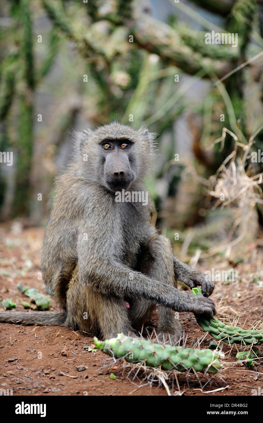Baboon eating hi-res stock photography and images - Alamy