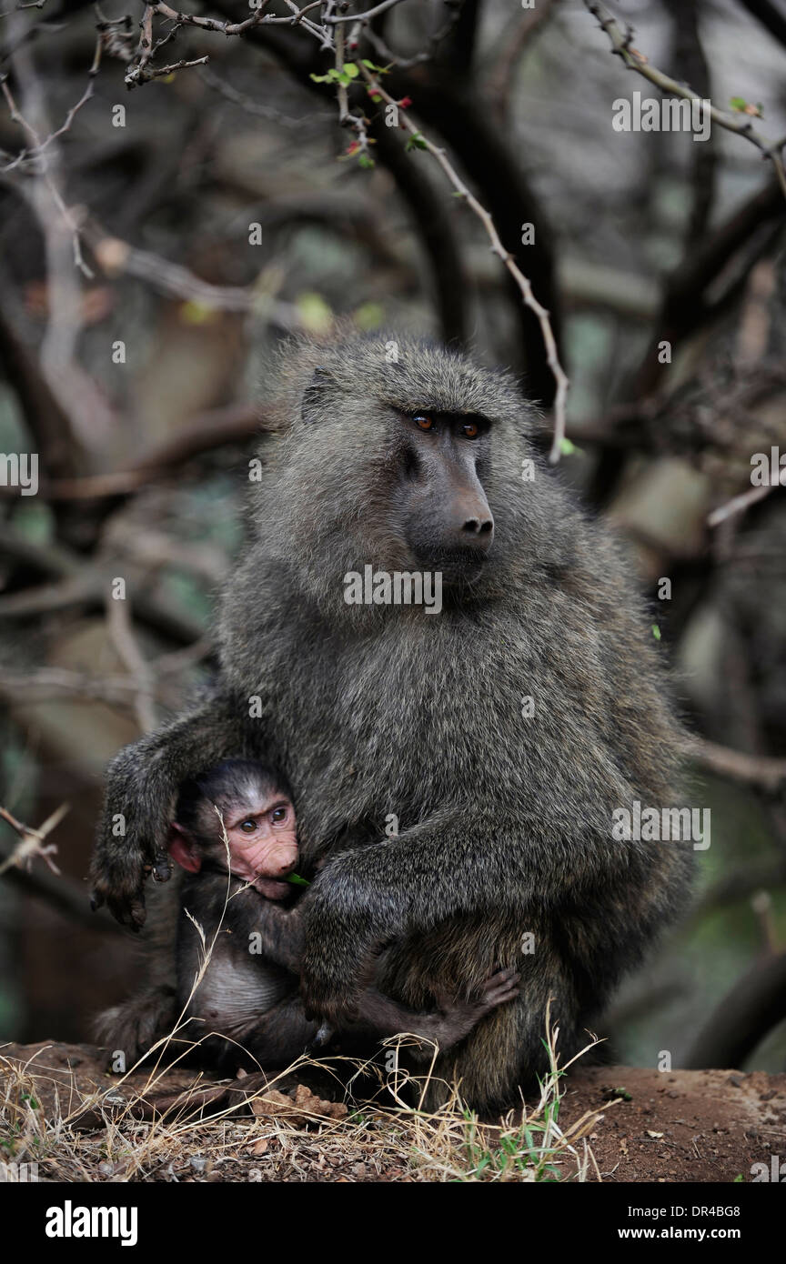 Baboon parent and a child Stock Photo - Alamy