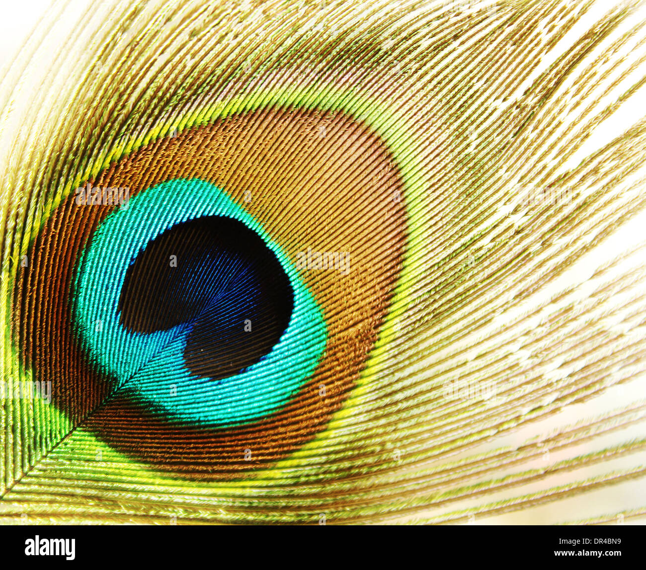 Macro of peacock feather isolated on white Stock Photo - Alamy