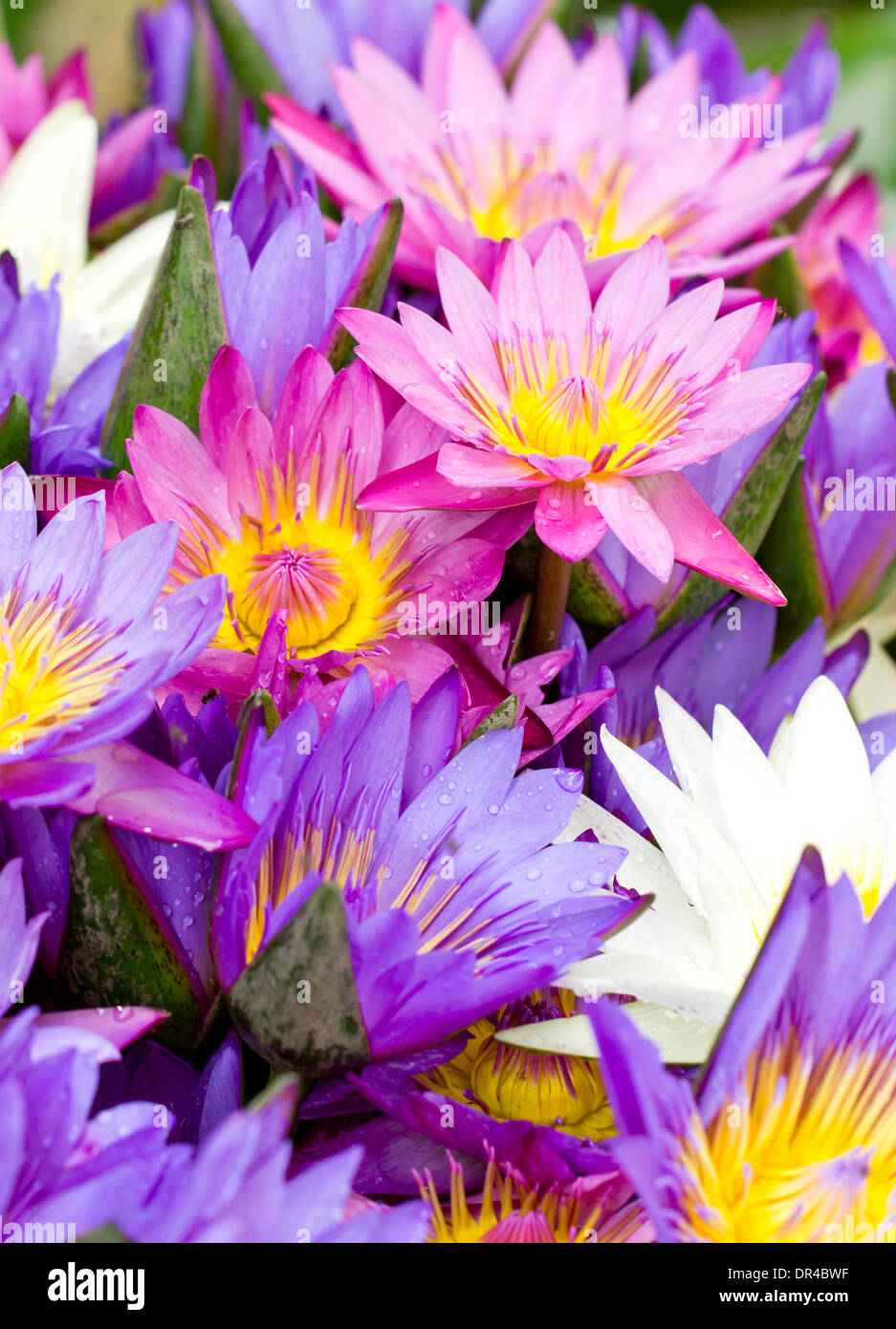 Many lilies hi-res stock photography and images - Alamy