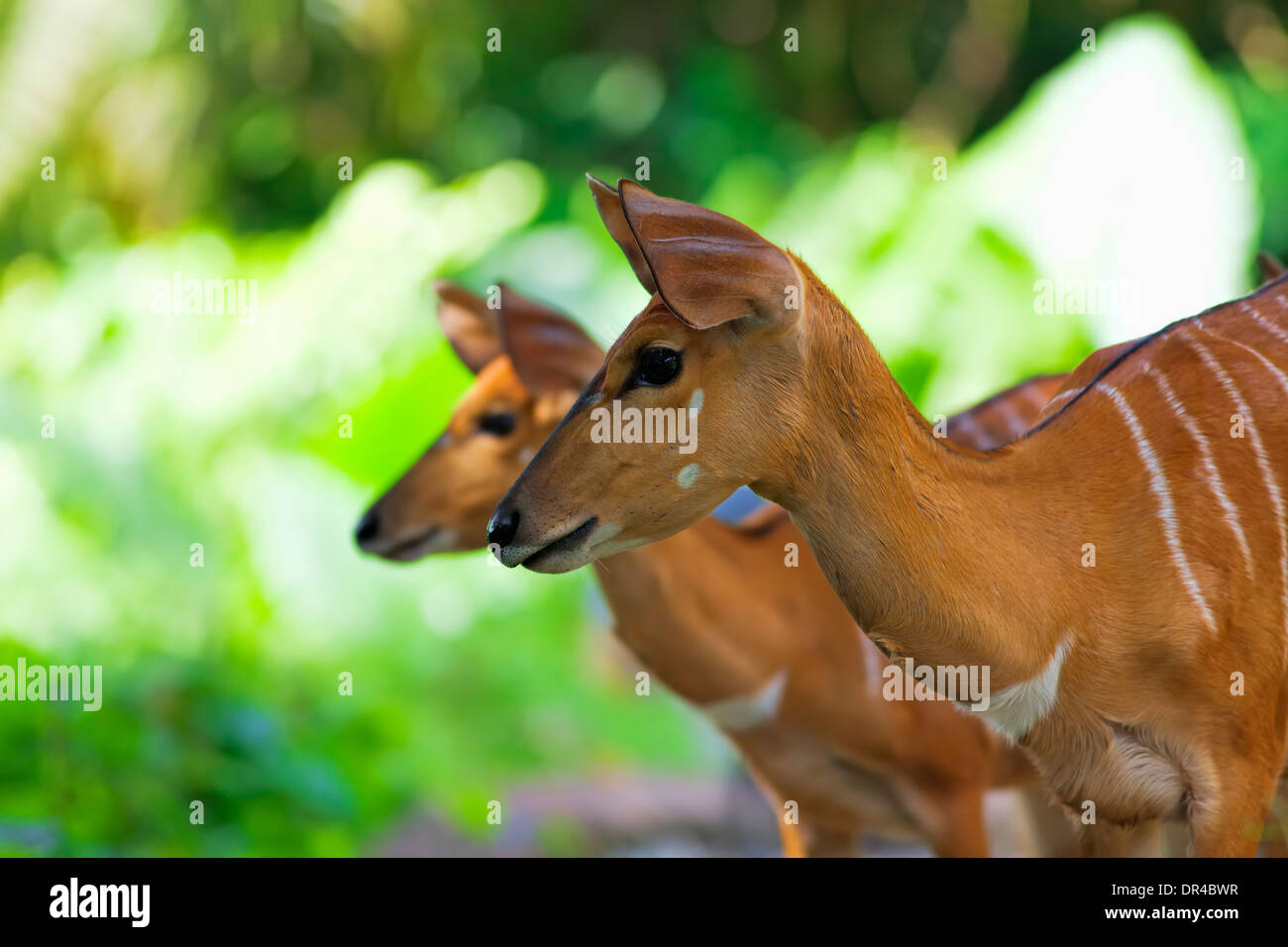 Striped antelopes hi-res stock photography and images - Alamy