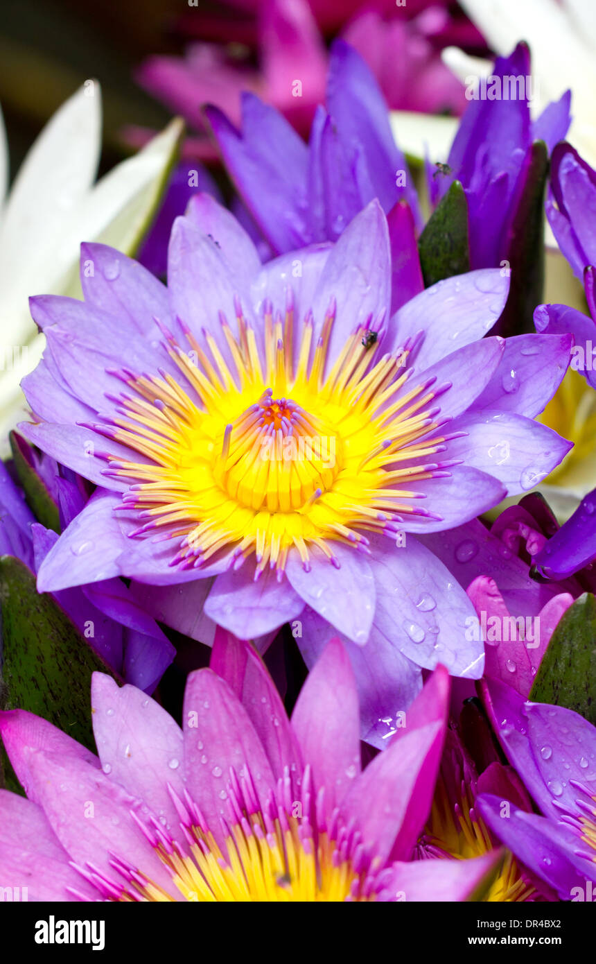 Many multicolored water lilies close up Stock Photo - Alamy
