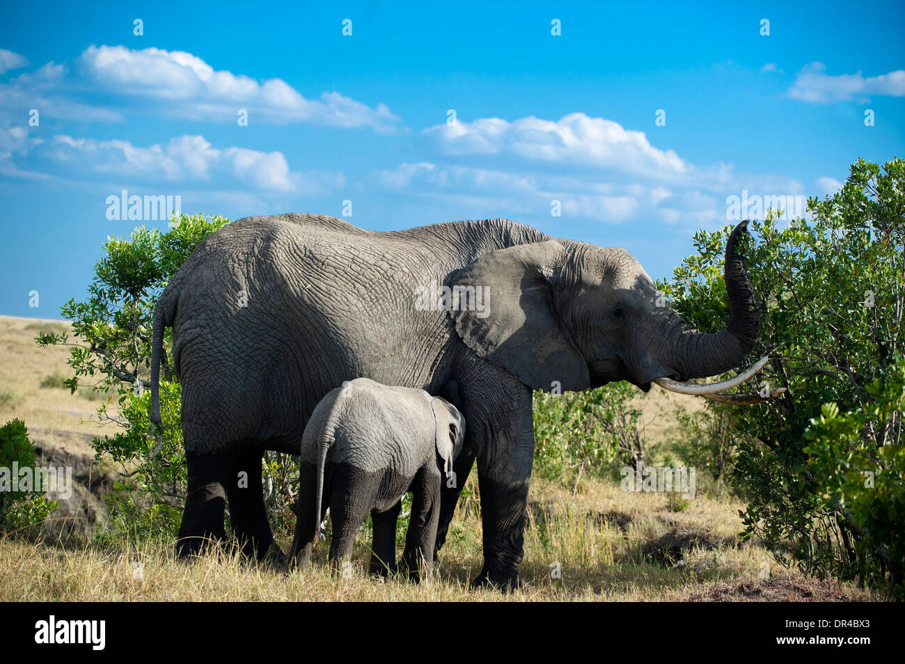 Serengeti elephant family hi-res stock photography and images - Alamy