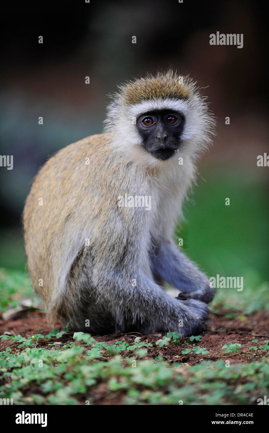 Velvet monkey hi-res stock photography and images - Alamy