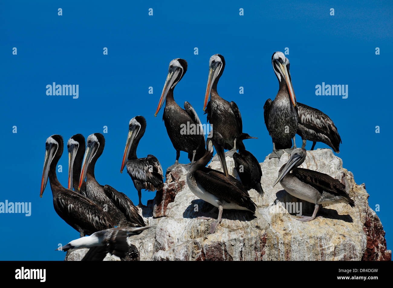 Pelican Peru High Resolution Stock Photography and Images - Alamy