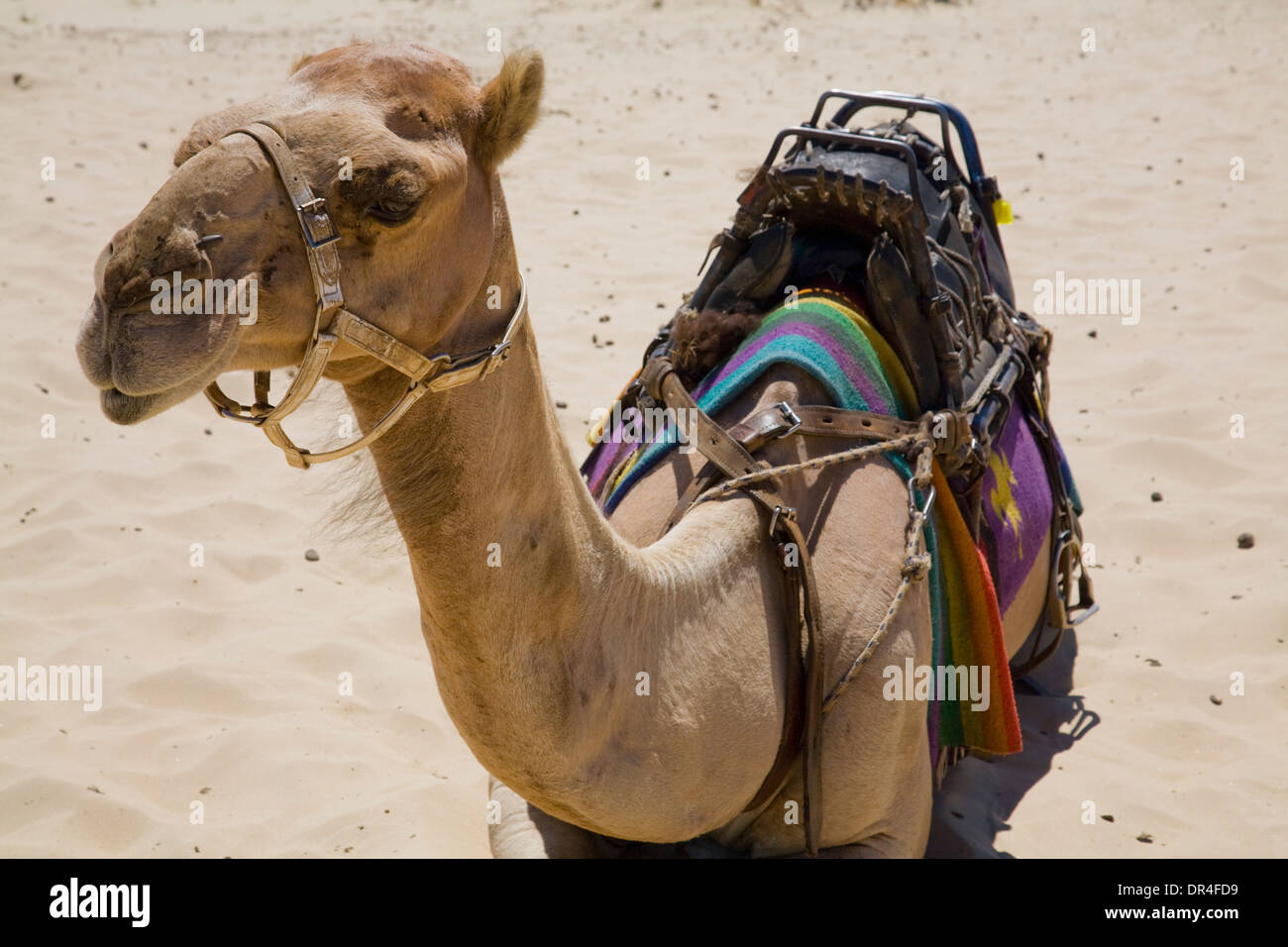camel on stockton beach,worimi conservation lands, port stephens ...