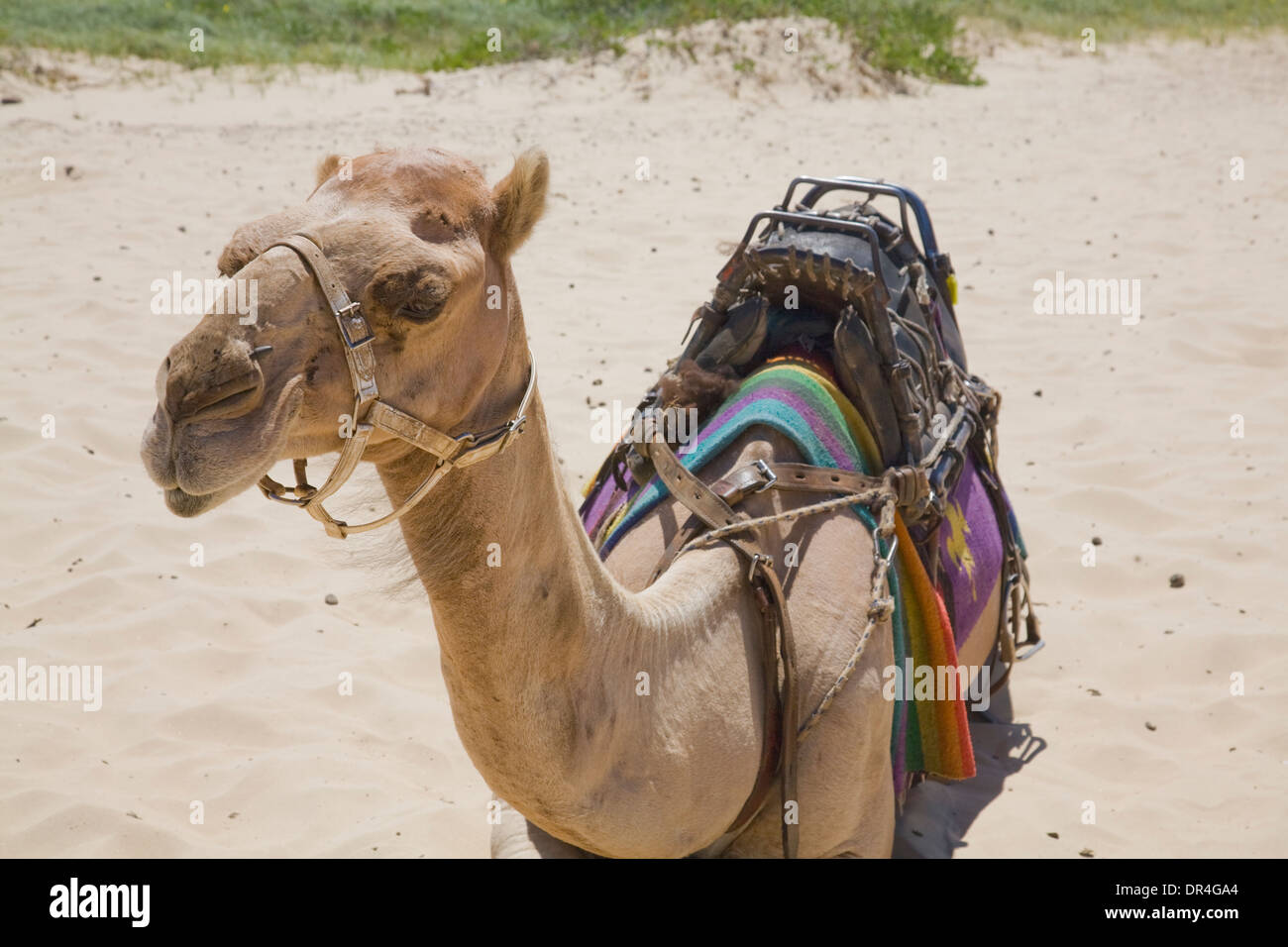 Australian camel hi-res stock photography and images - Alamy