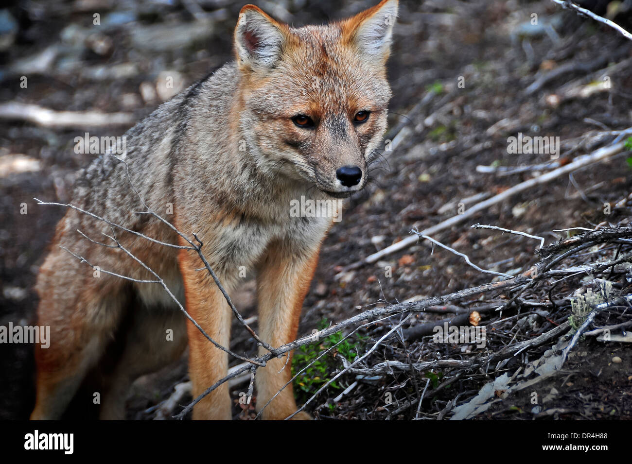 Argentina fox hi-res stock photography and images - Alamy