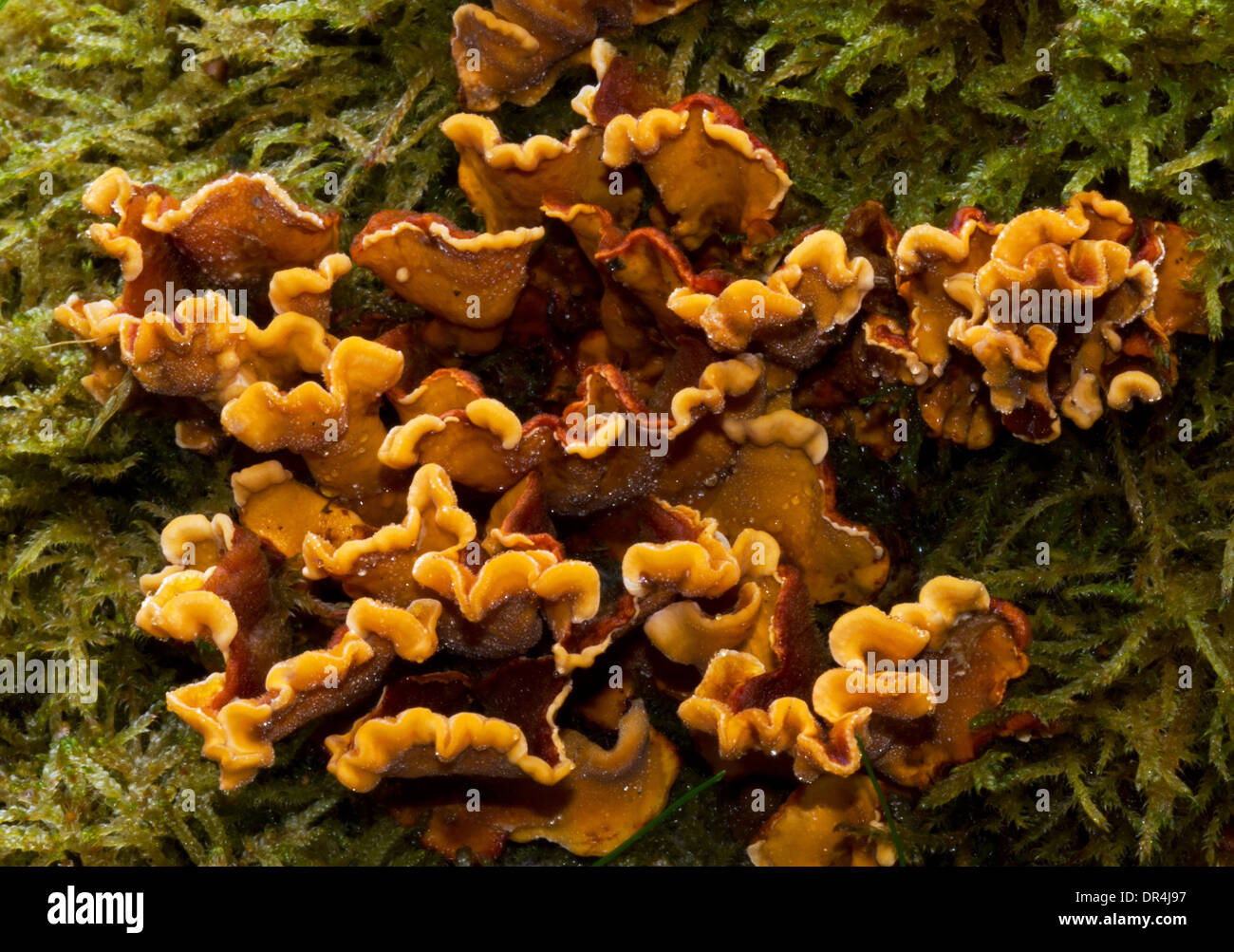 Yellow-brown crust fungus (Stereum hirsutum) and moss growing on a dead ...