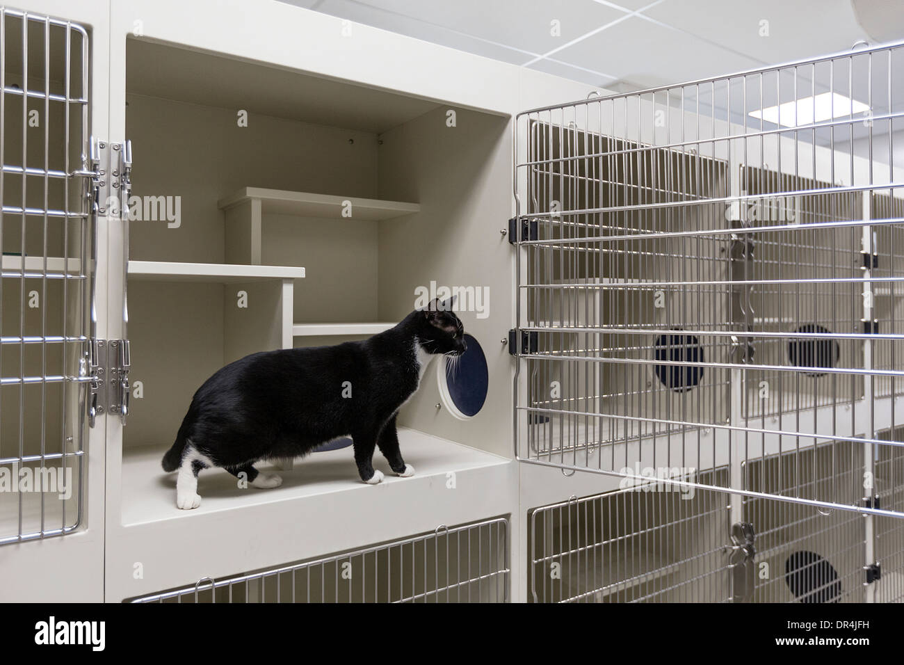 Open cage hi-res stock photography and images - Alamy