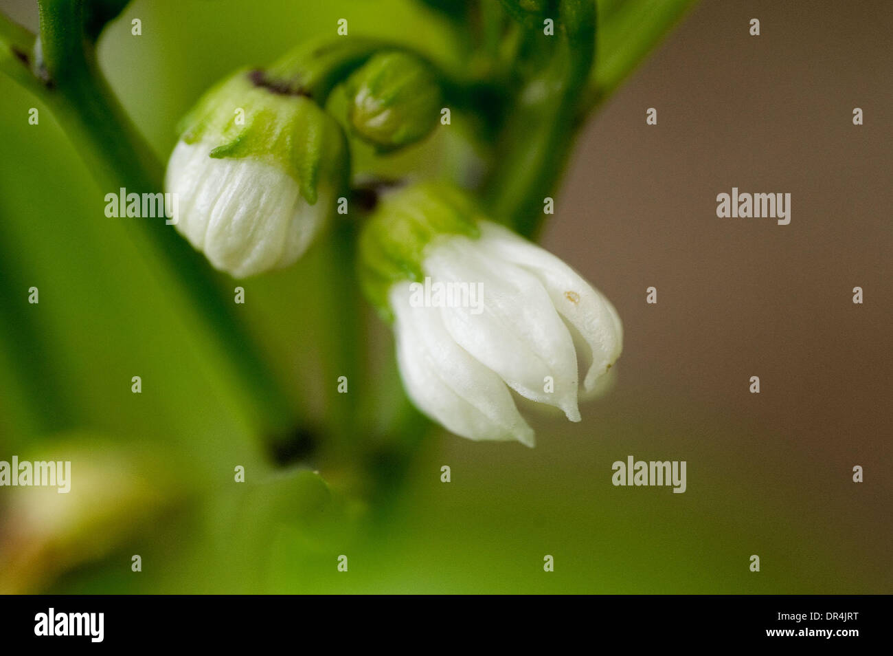 Apr 24, 2009 - Rocklin, California, USA - Blue Jay Bell Pepper buds in ...