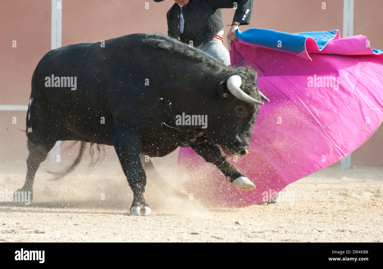 Fighting bull picture from Spain. Black bull Stock Photo - Alamy