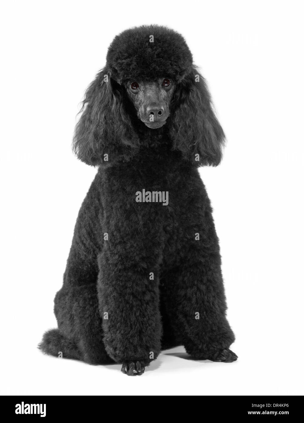 Black Miniature Poodle Black and White Stock Photos & Images - Alamy