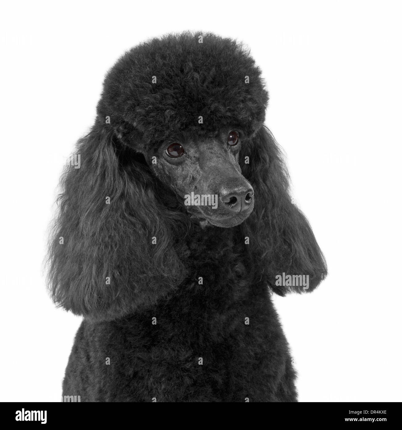 Black Miniature Poodle Stock Photos & Black Miniature Poodle Stock ...