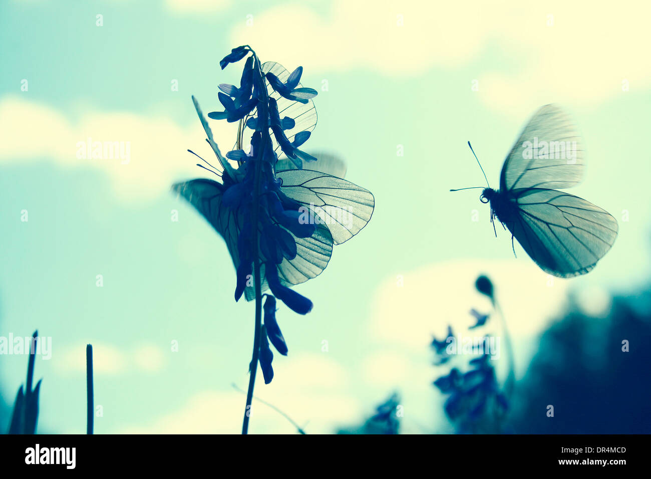 Butterflies landing hi-res stock photography and images - Alamy