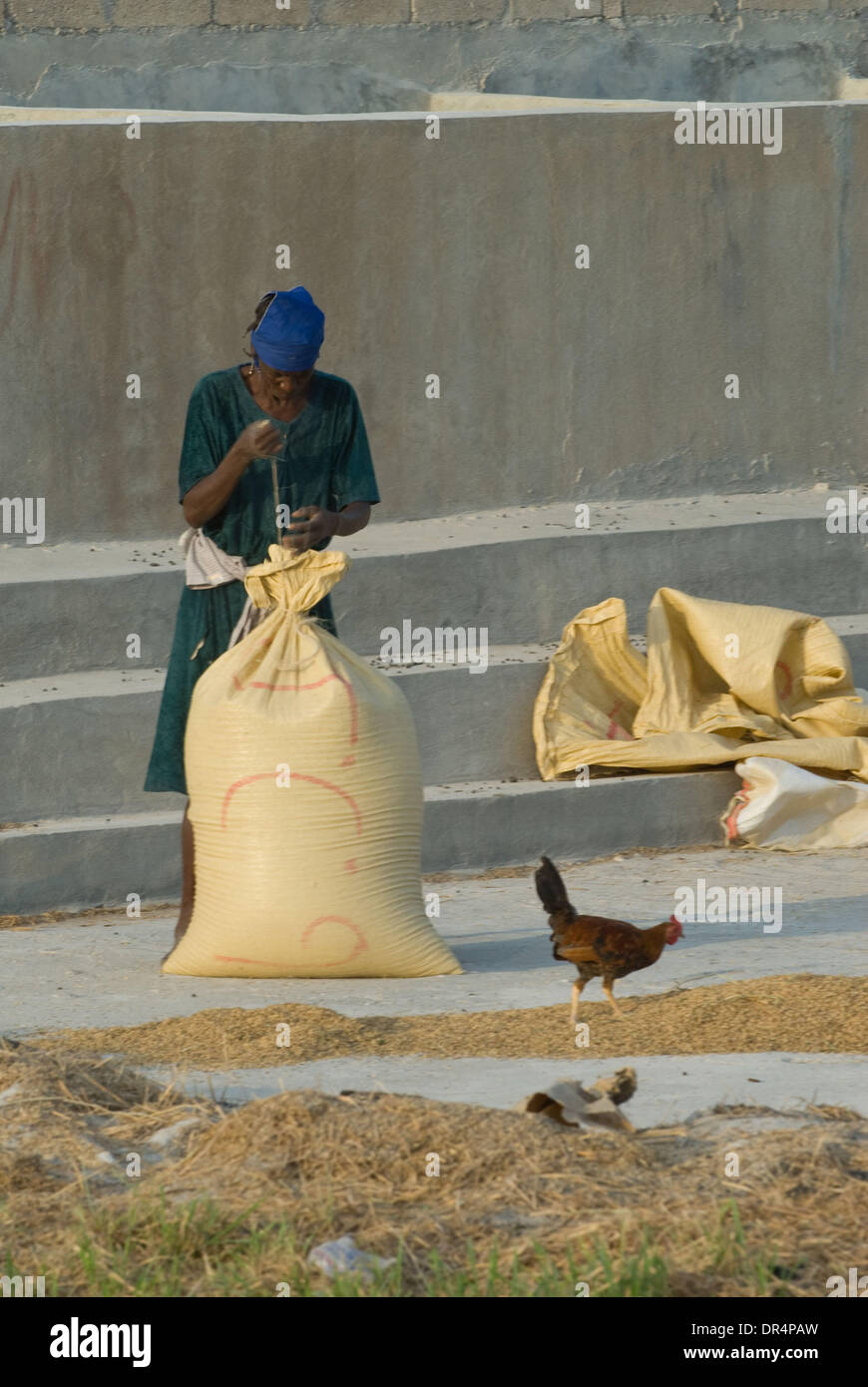 Haiti rice farmer hi-res stock photography and images - Alamy