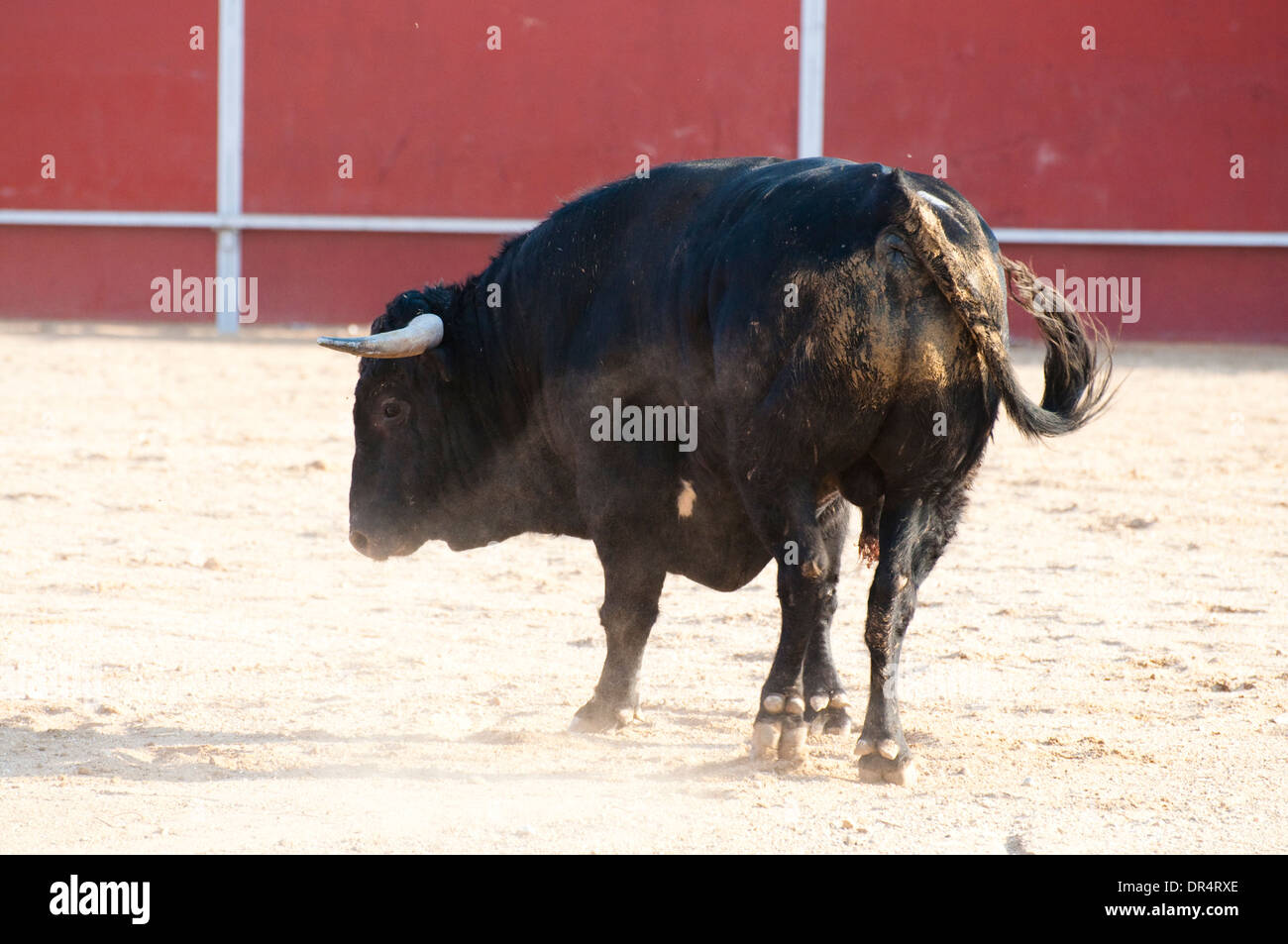 Fighting bull picture from Spain. Black bull Stock Photo - Alamy