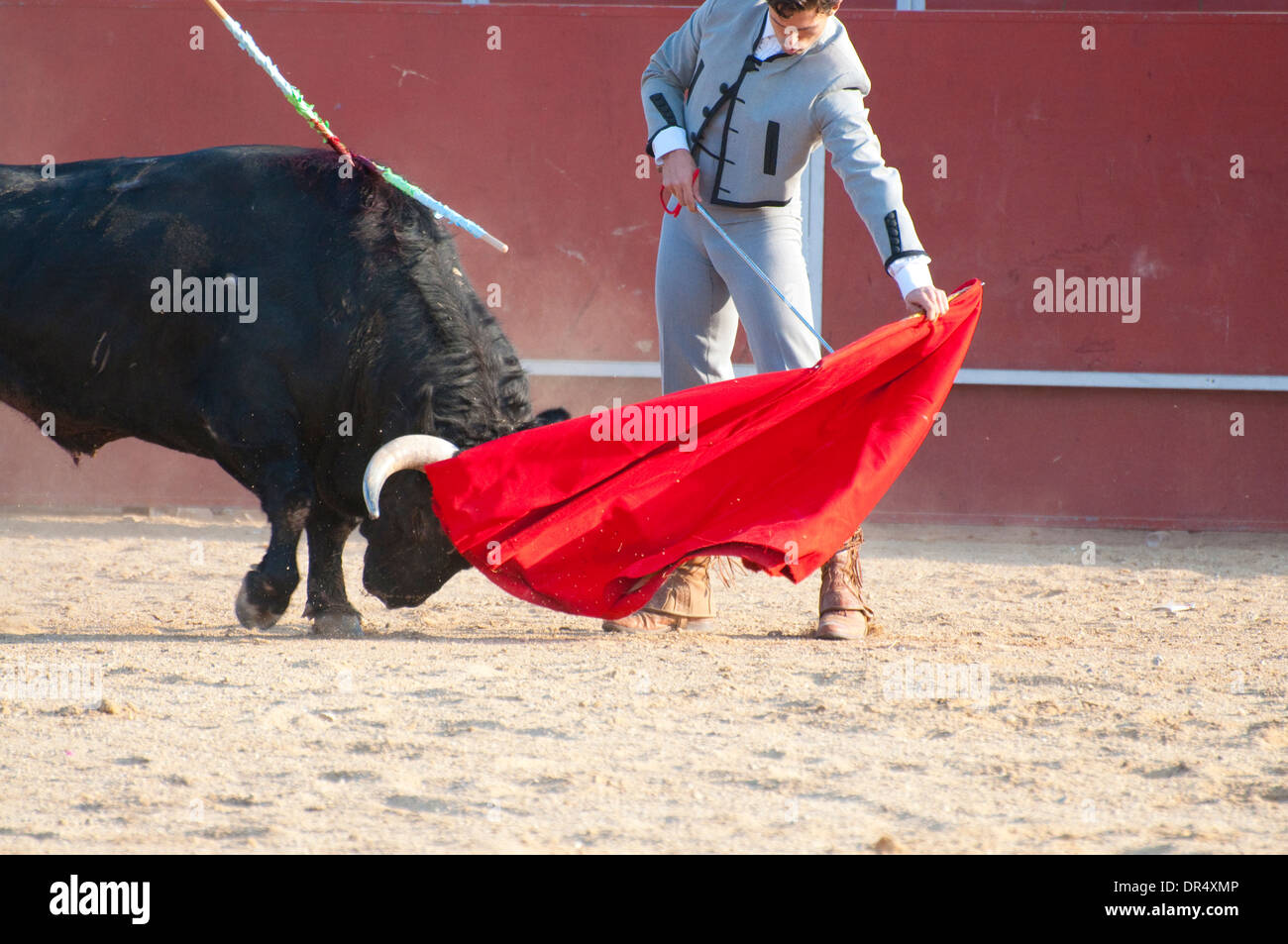 Fighting bull picture from Spain. Black bull Stock Photo - Alamy