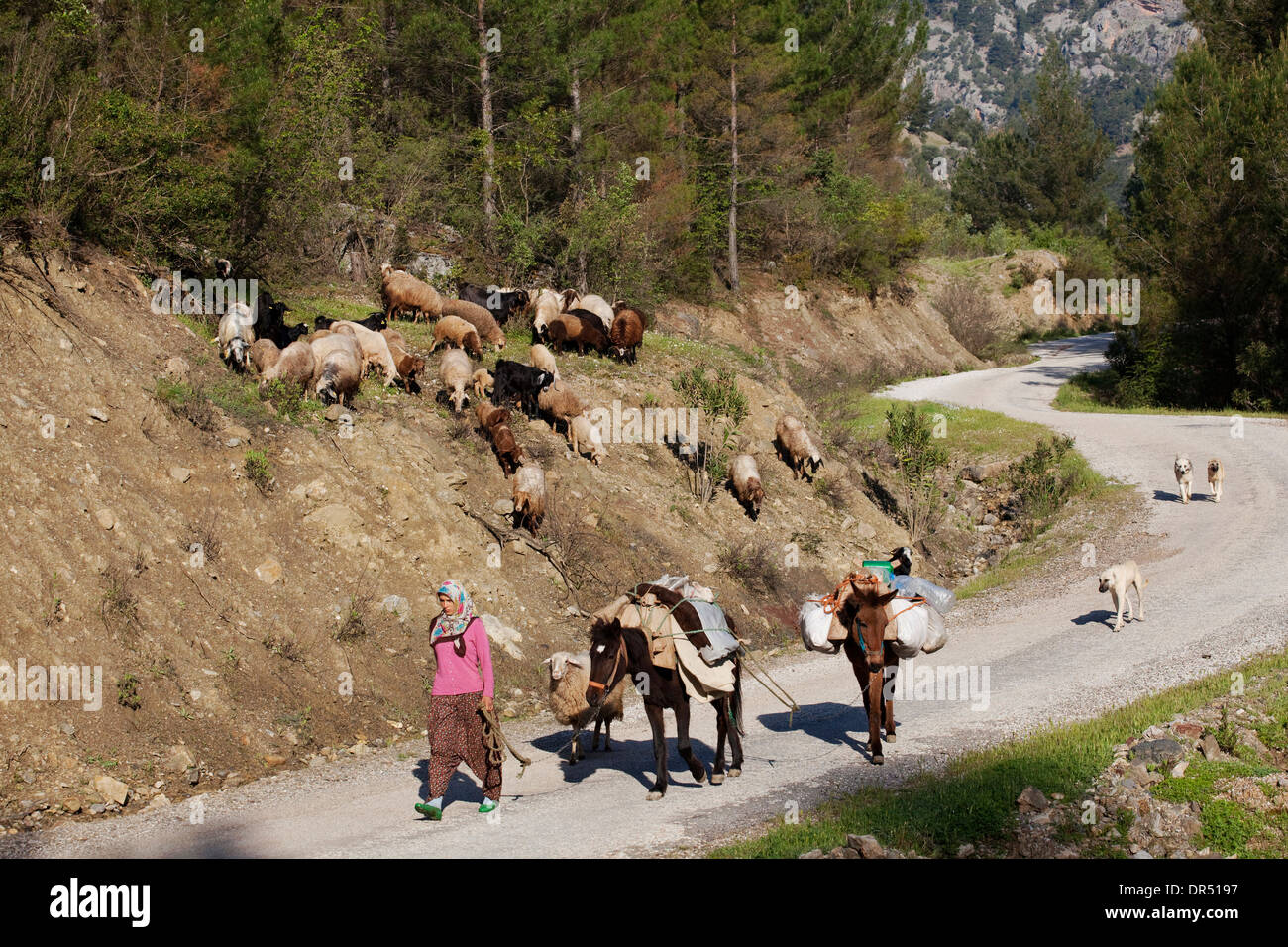 Nomadic shepherds hi-res stock photography and images - Alamy