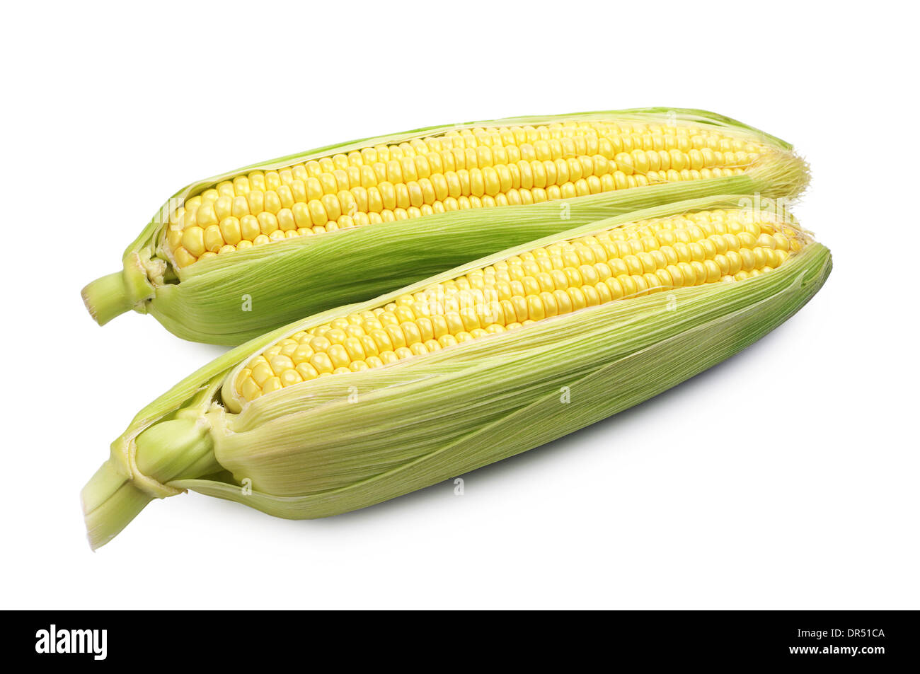 Two corn cob on white background Stock Photo - Alamy