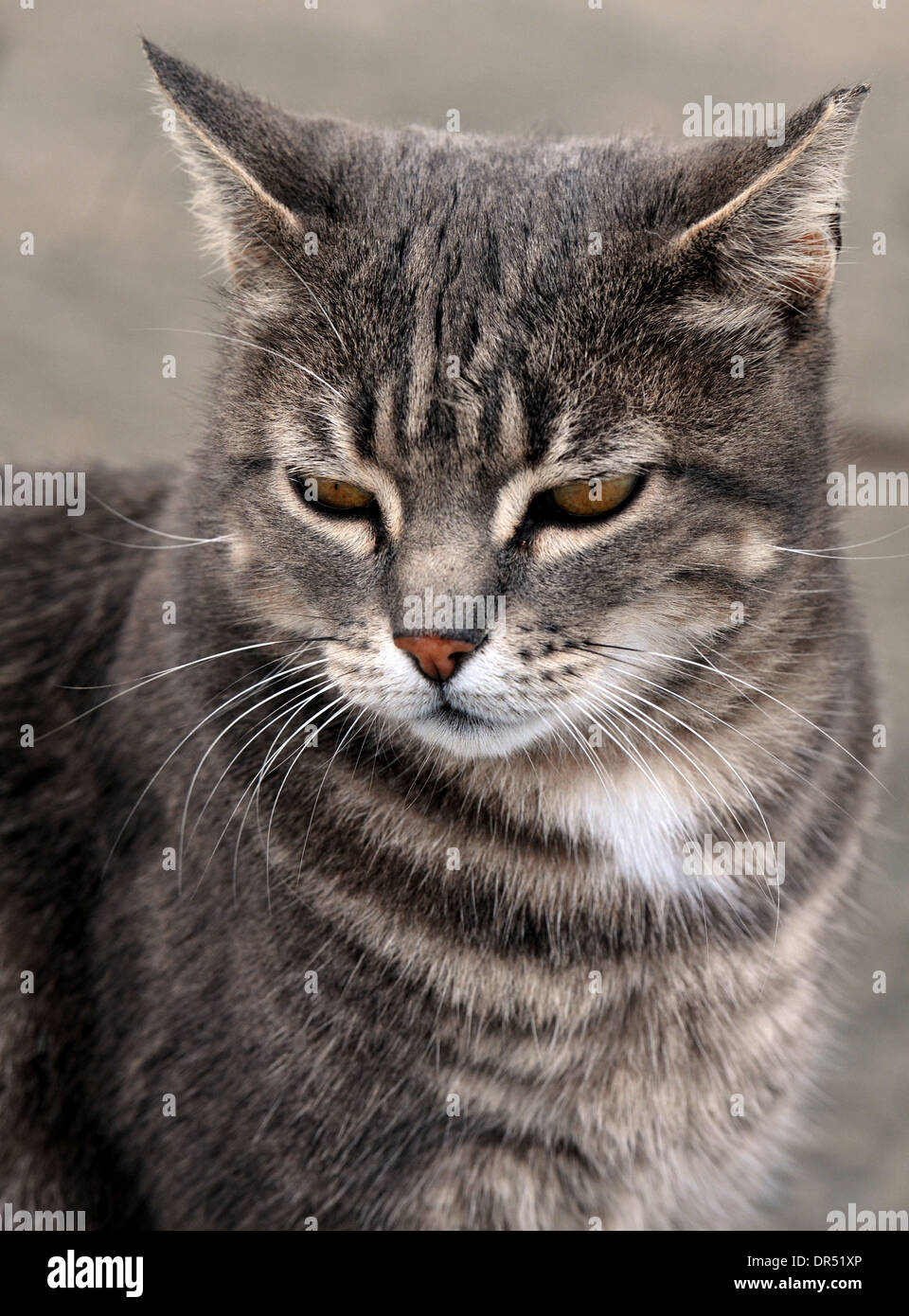 Cat, 4-legged feline animal Stock Photo - Alamy