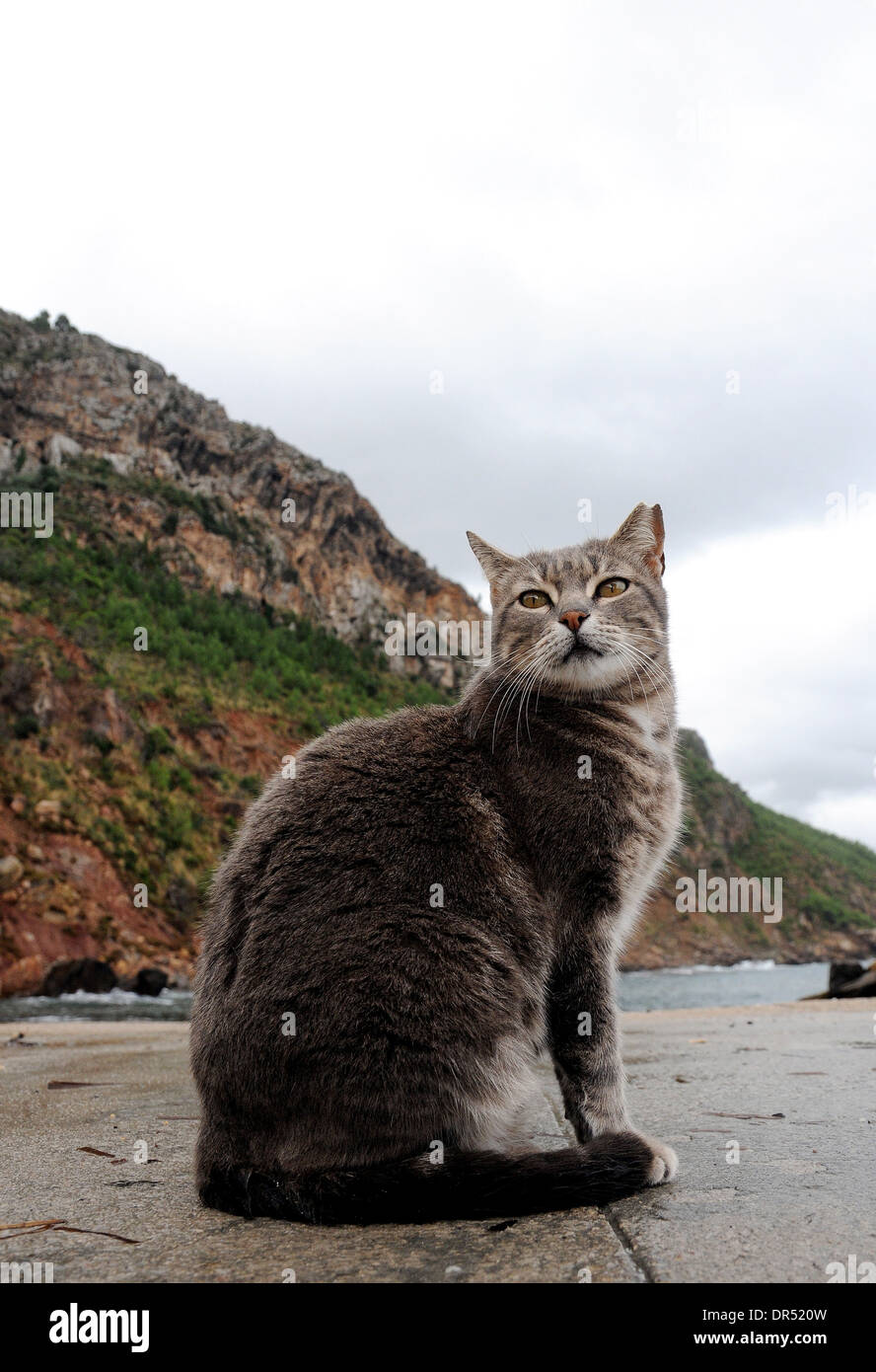 Cat, 4-legged feline animal Stock Photo - Alamy