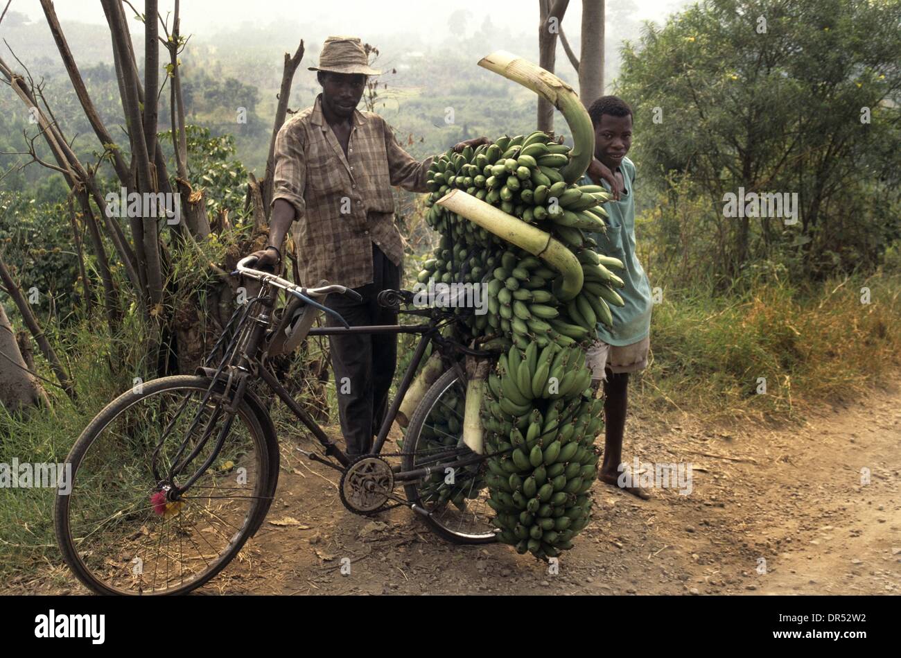 Banana cultivation in Uganda Africa Stock Photo - Alamy