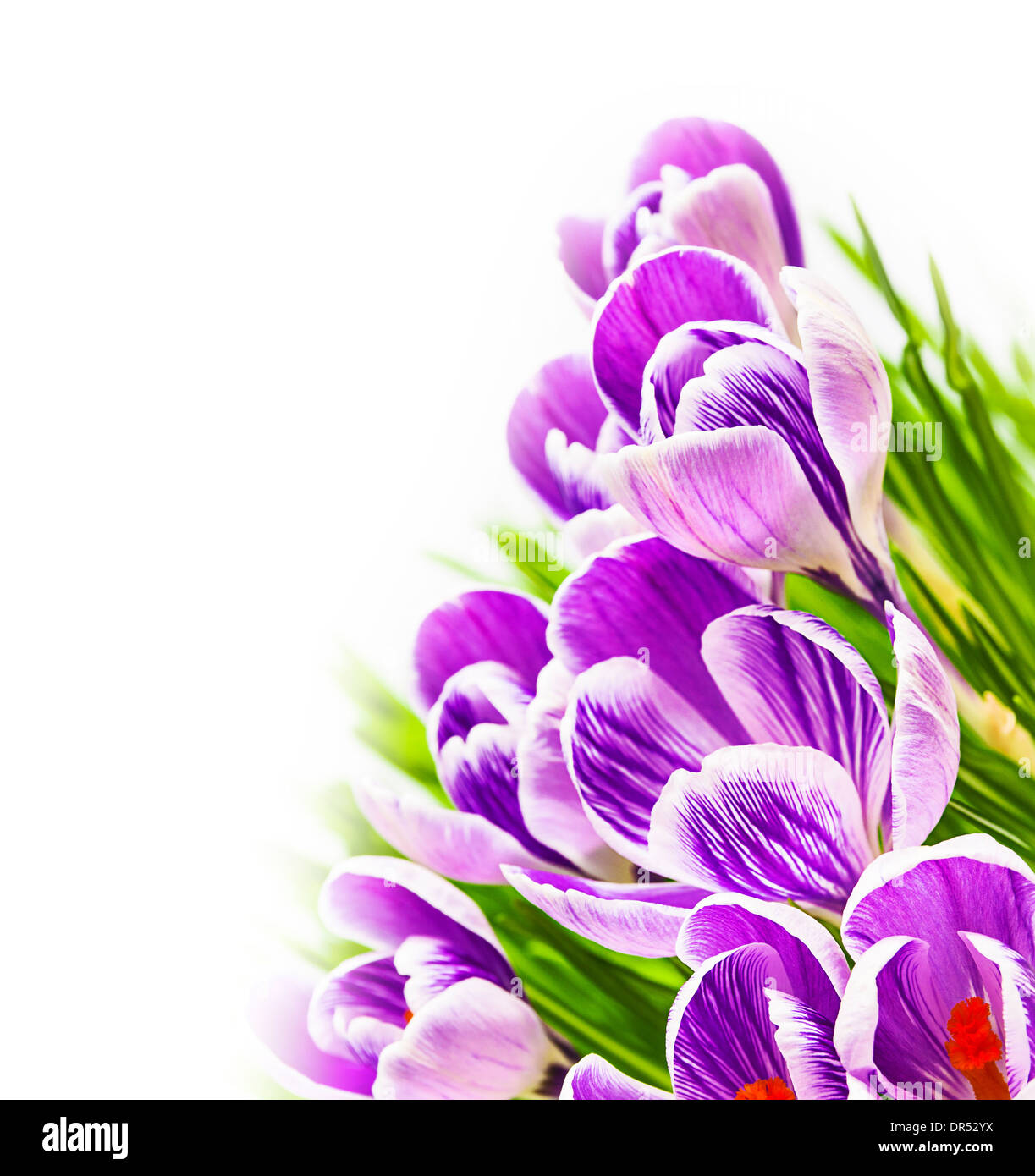 Purple crocus against white background Stock Photo - Alamy