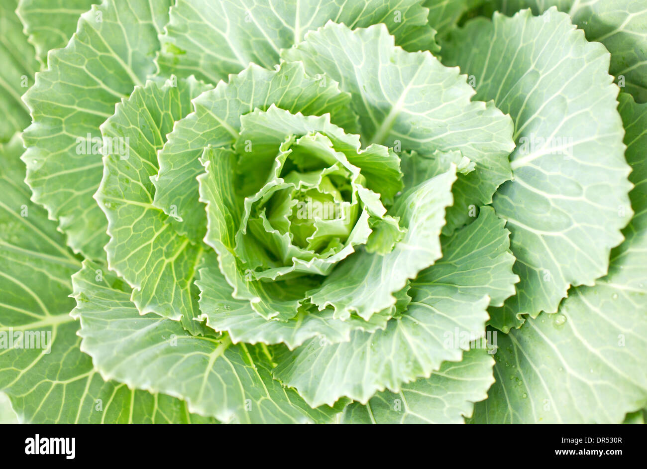Longlived cabbage hi-res stock photography and images - Alamy