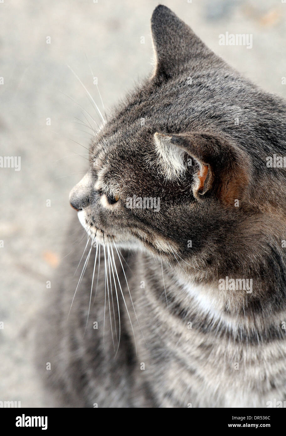 Cat, 4-legged feline animal Stock Photo - Alamy